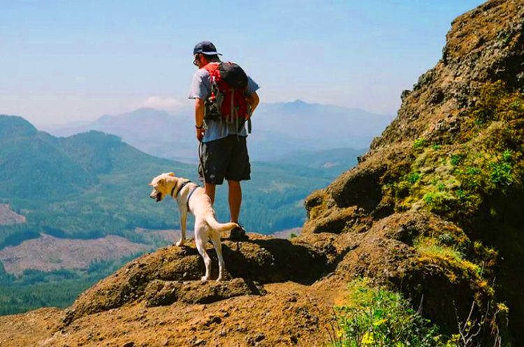 Best Dogs for Hiking and Camping - Town of Traveller