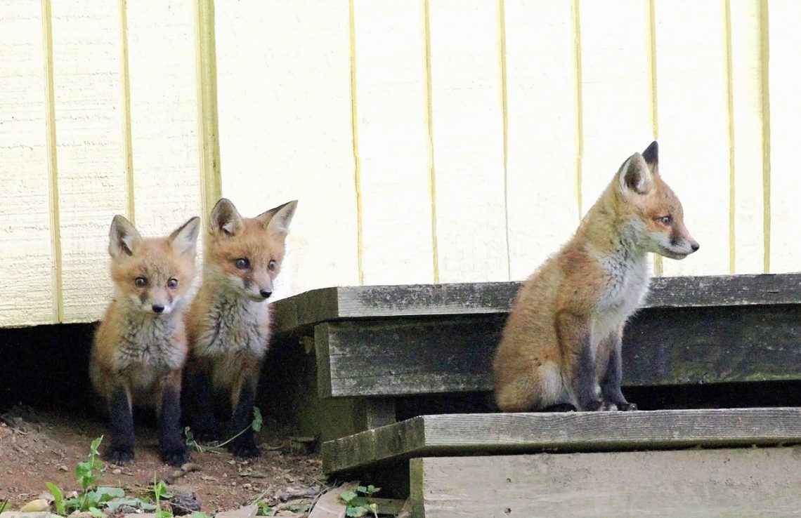 Foxes in the City: How Urban Wildlife is Adapting to Modern Life - Town ...